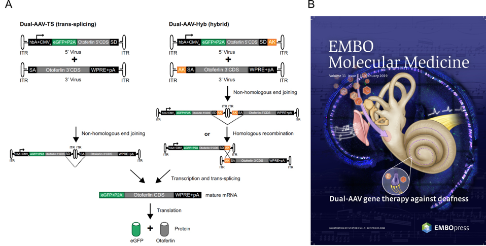 Dual-AAV for large transgenes: treatment of deafness - KüglerLab